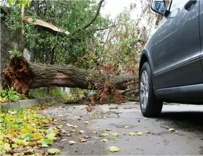 tree fallen in road